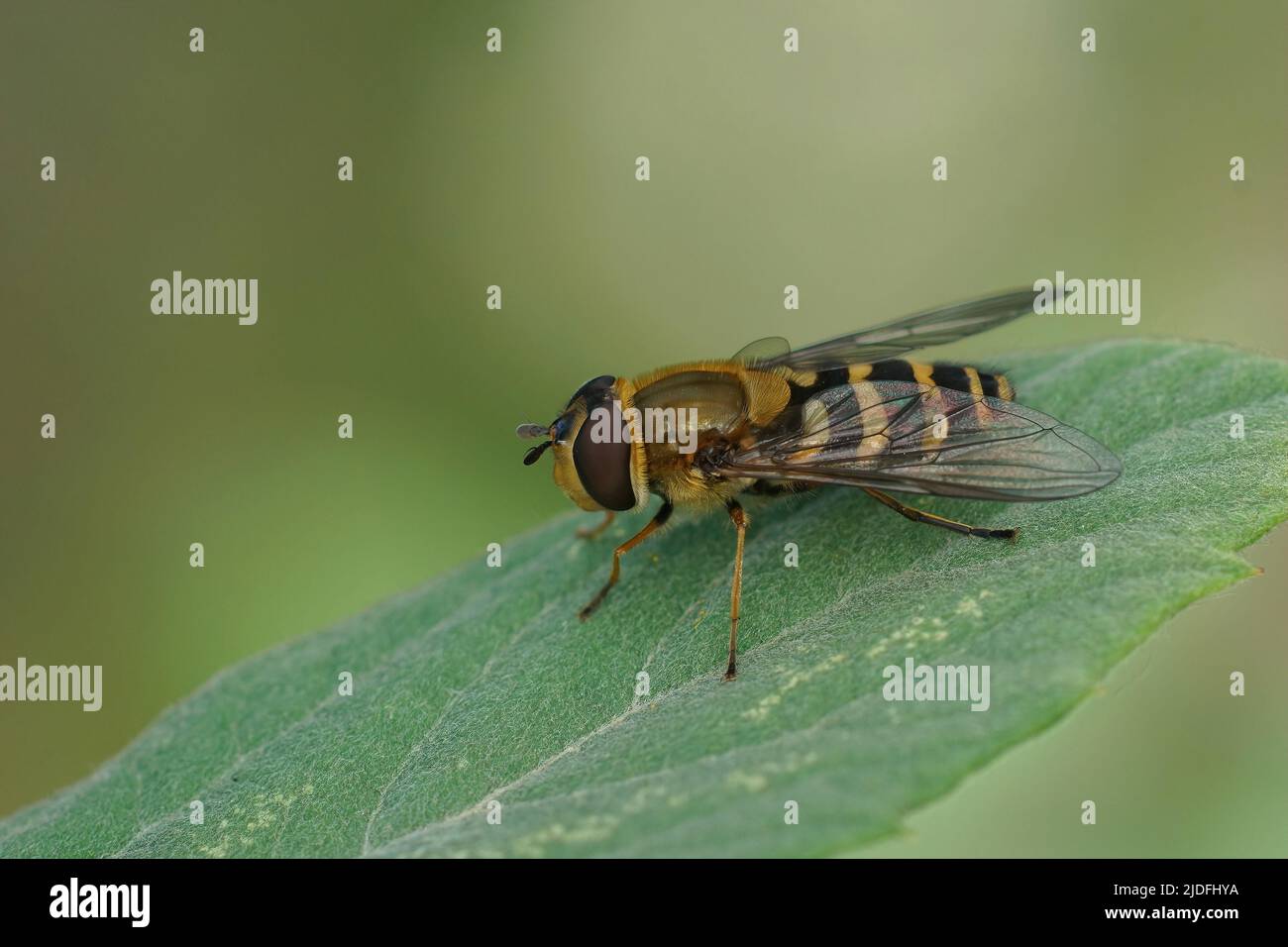 Hairy flapped hi-res stock photography and images - Alamy