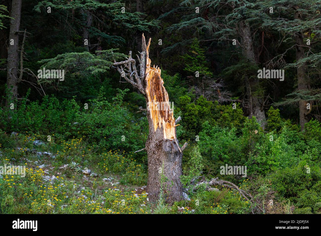 A large tree trunk broken by rotting in Forest Stock Photo - Alamy