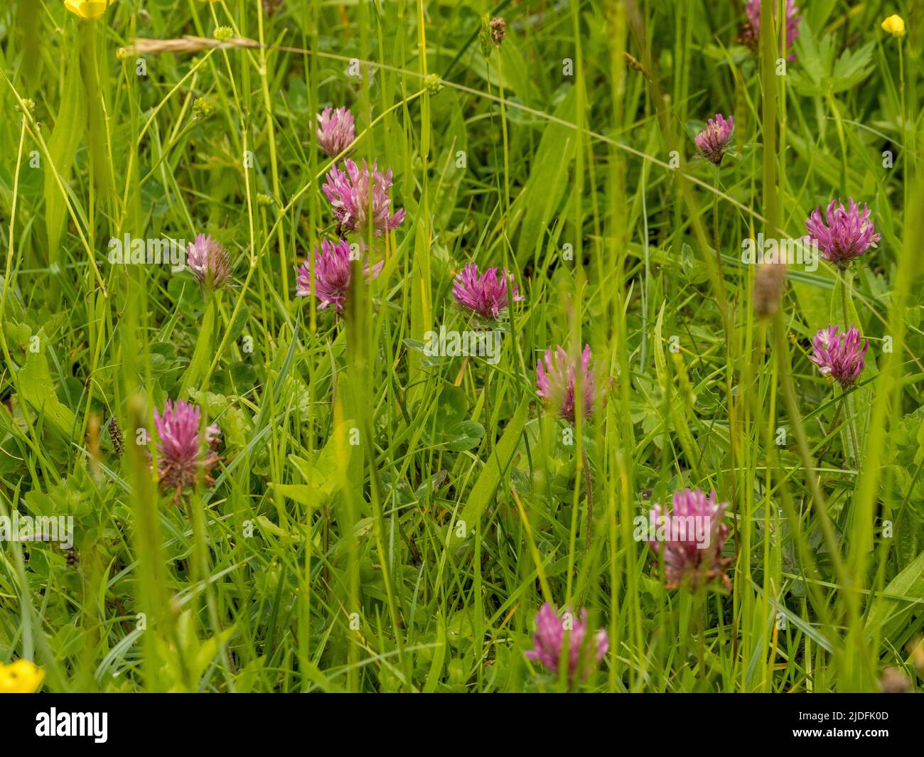 Trifolium pratense growing hi-res stock photography and images - Alamy