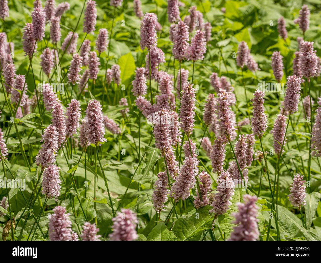 The pale pink flowers of Persicaria bistorta 'Superba' growing in a UK ...