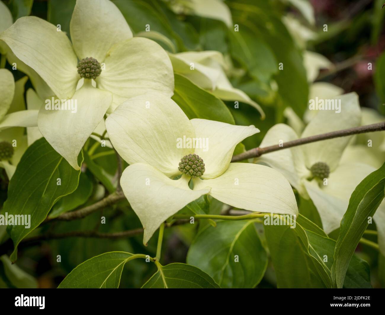 Creamy white bracts of Cornus capitata also know as Himalayan evergreen ...