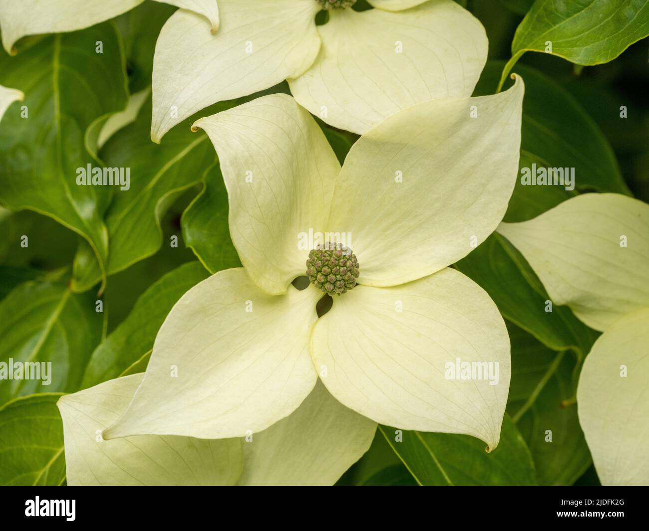 Creamy white bracts of Cornus capitata also know as Himalayan evergreen ...