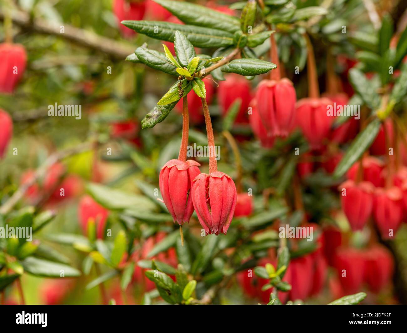The red flowers of Crinodendron hookerianum, commonly know at the ...
