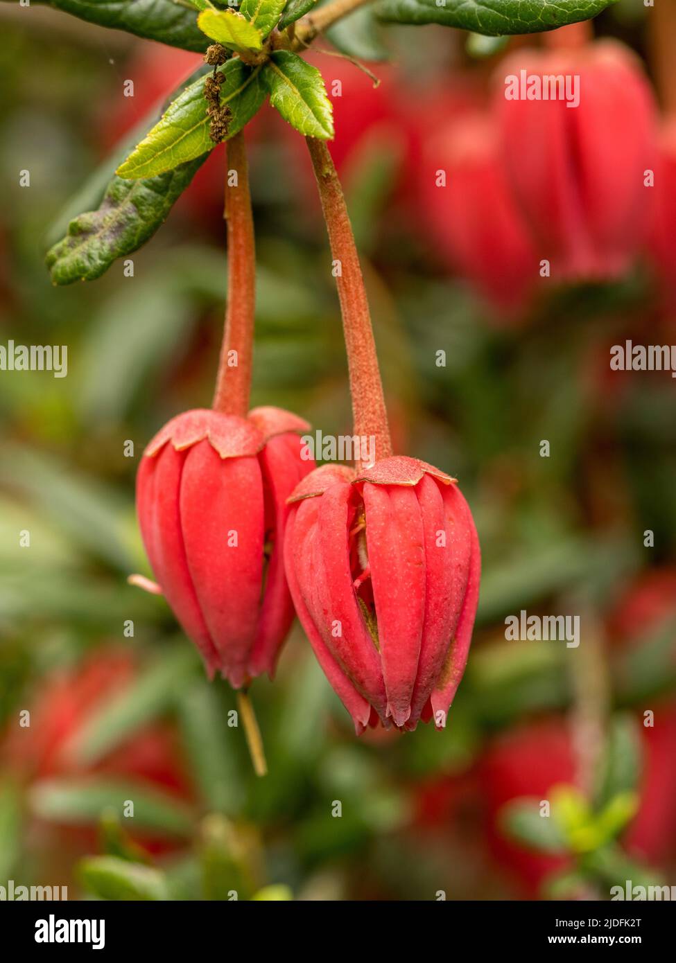 Lantern tree hi-res stock photography and images - Alamy