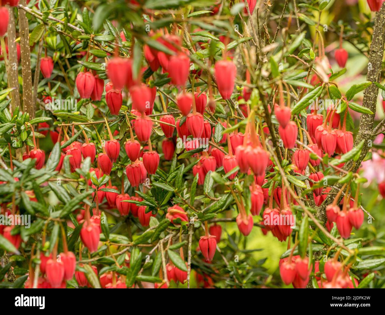 Lantern tree hi-res stock photography and images - Alamy