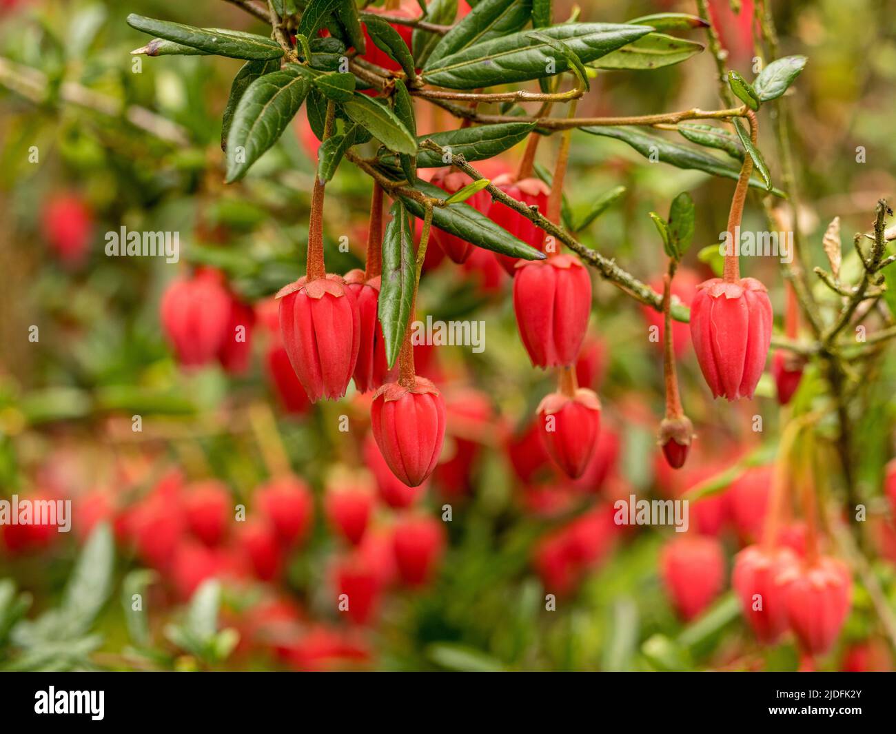 The red flowers of Crinodendron hookerianum, commonly know at the ...