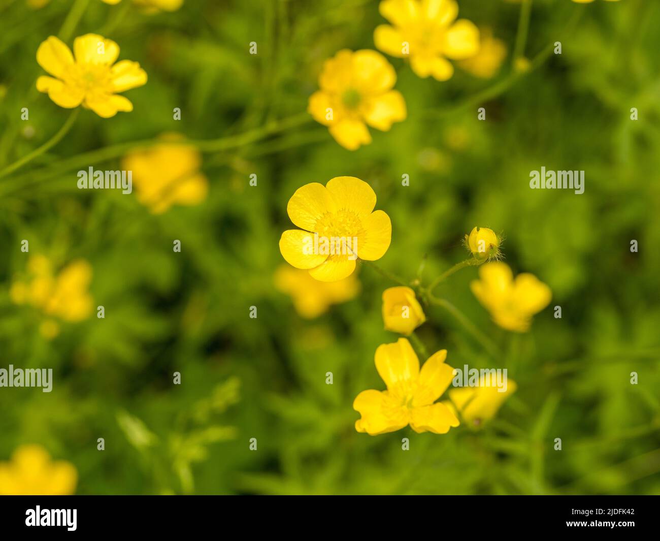 Yellow buttercup flowers green grass hi-res stock photography and ...