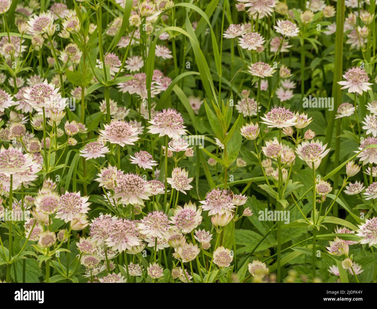 Very pale pink flowers hi-res stock photography and images - Alamy