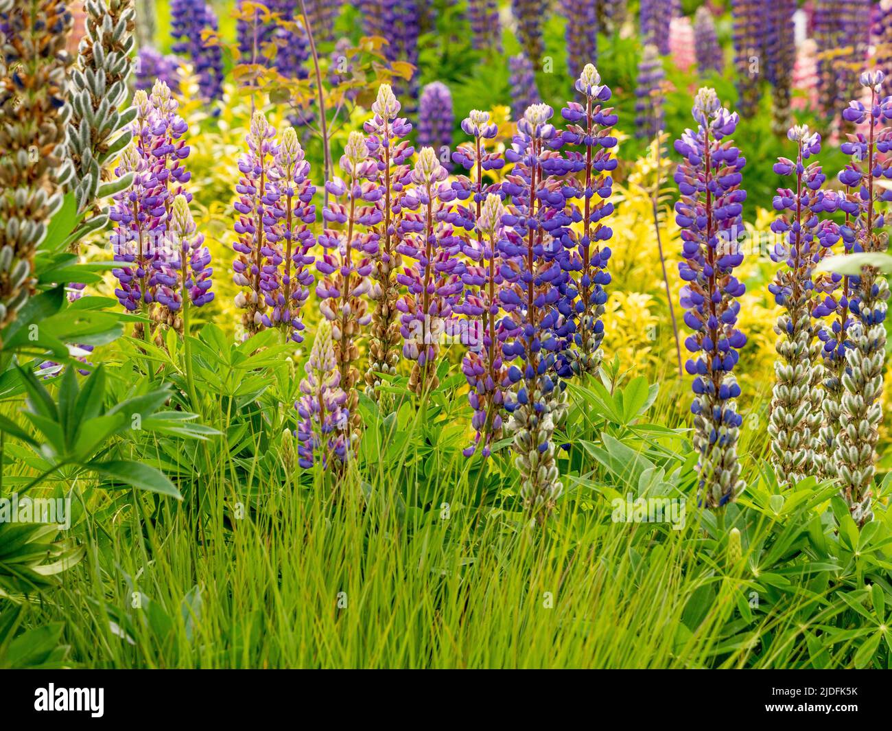 Lupin flowers in cottage garden hi-res stock photography and images - Alamy