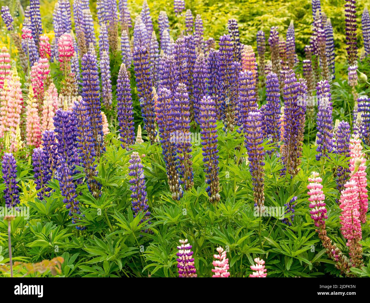 Purple and pink Lupins growing in a UK garden, in early summer Stock ...