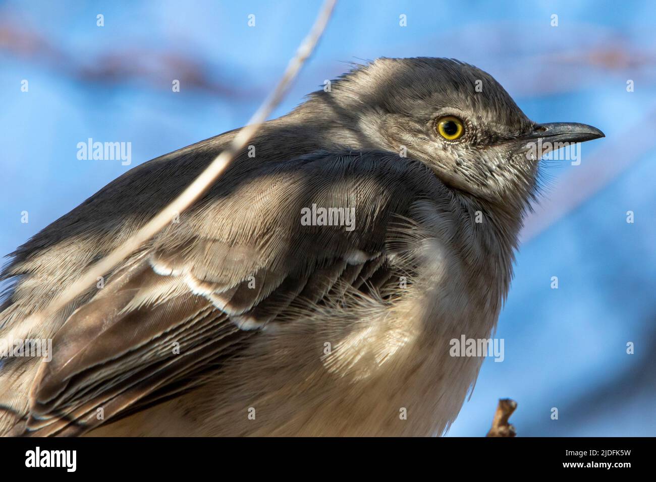 Northern Mockingbird closeup Stock Photo - Alamy