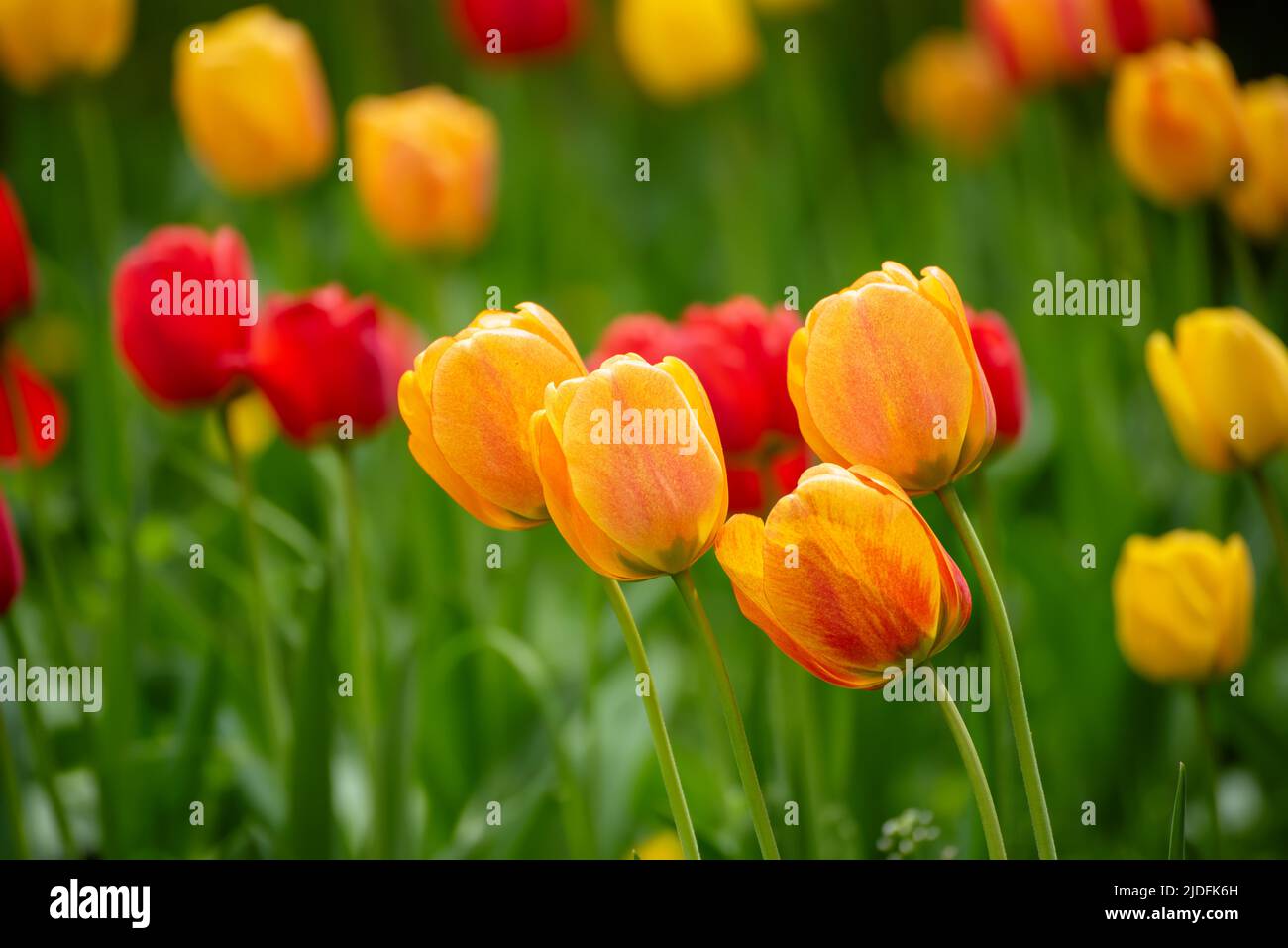 Yellow and red flowers Stock Photo - Alamy