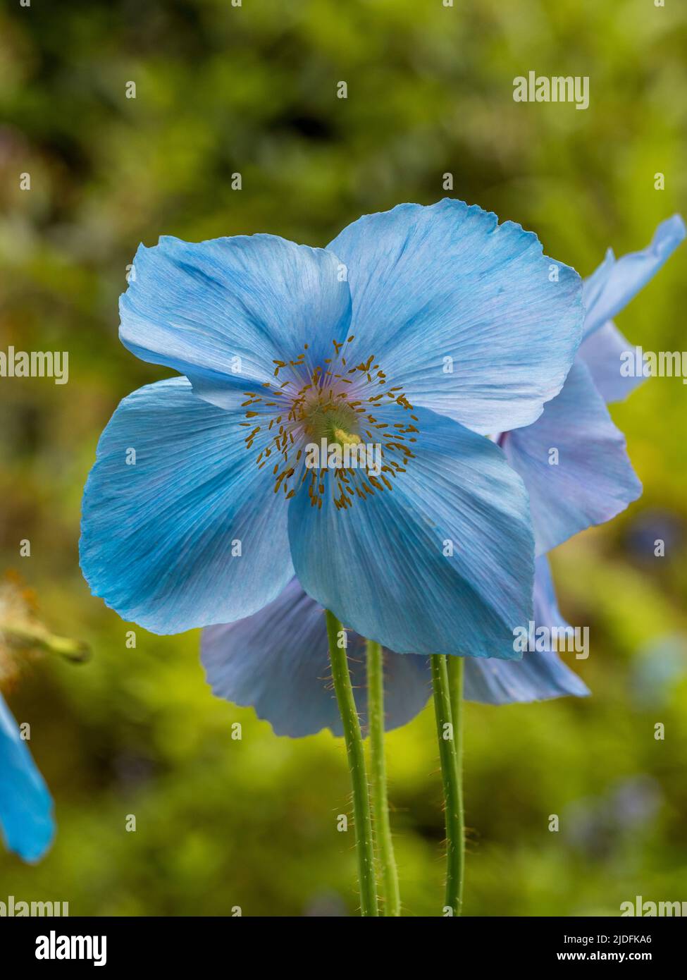 Closeup of a single Meconopsis betonicifolia commonly know as Himalayan ...