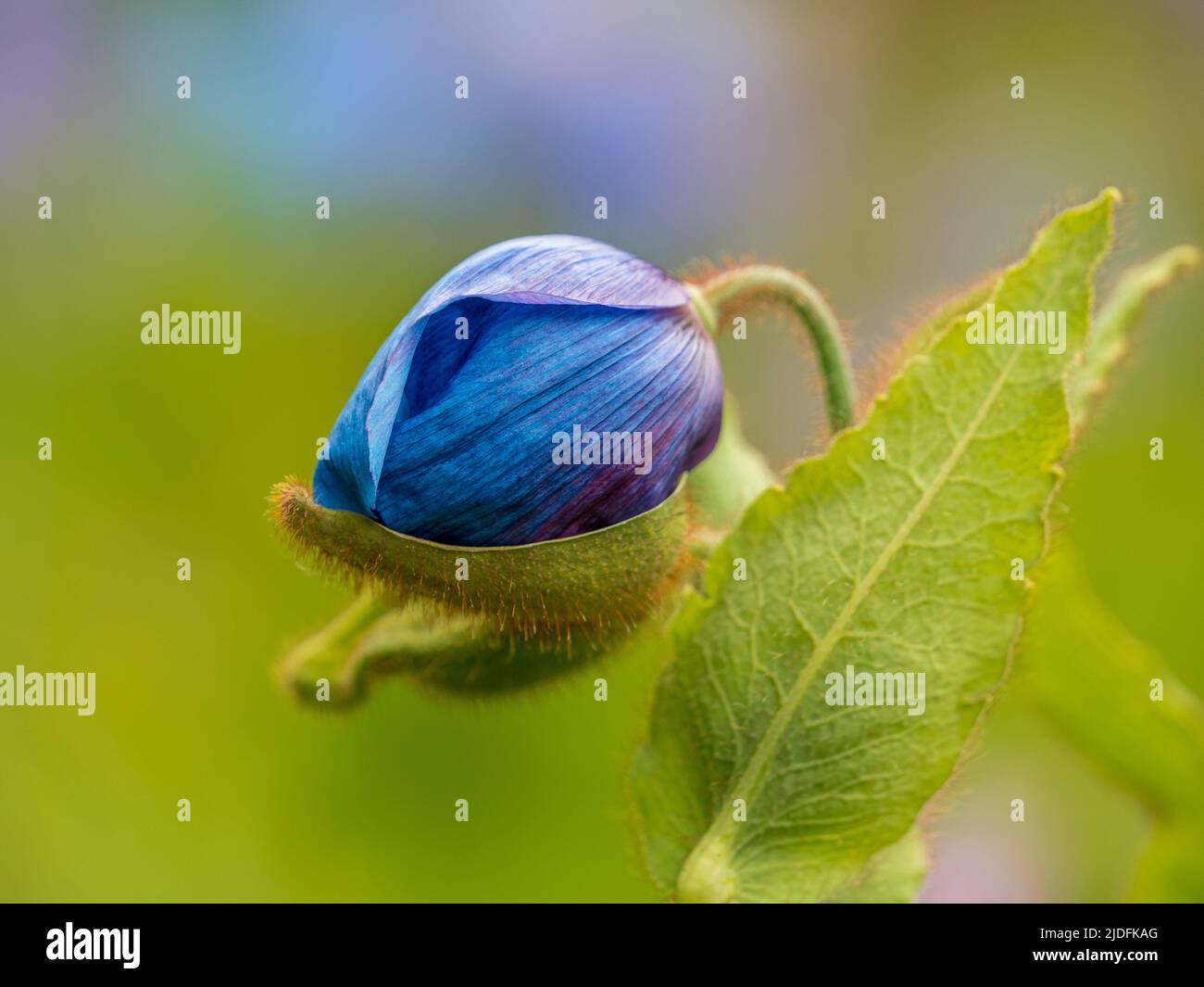 Closeup of a Meconopsis betonicifolia bud, commonly know as Himalayan ...