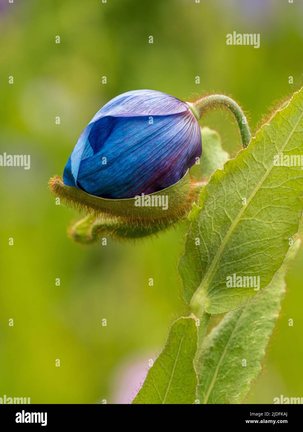 Closeup of a Meconopsis betonicifolia bud, commonly know as Himalayan ...