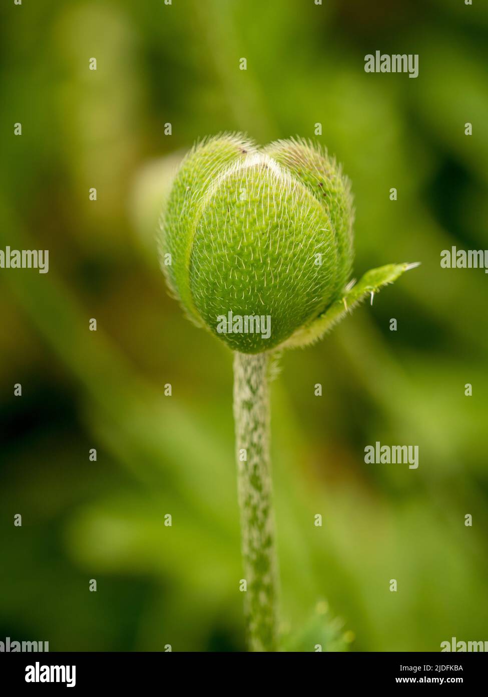 Common poppy flower bud growing in a UK garden Stock Photo - Alamy