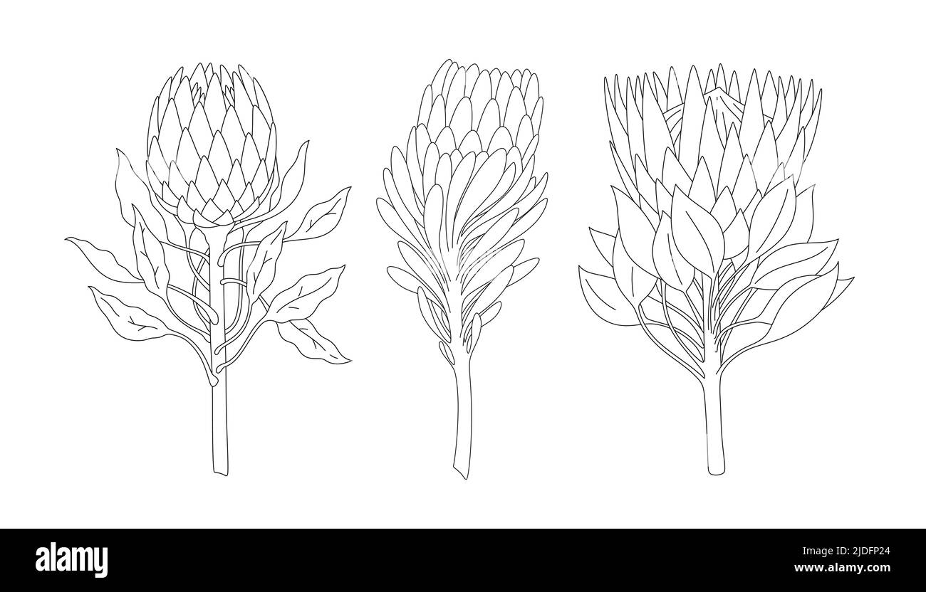 Protea protea protea Cut Out Stock Images & Pictures - Alamy