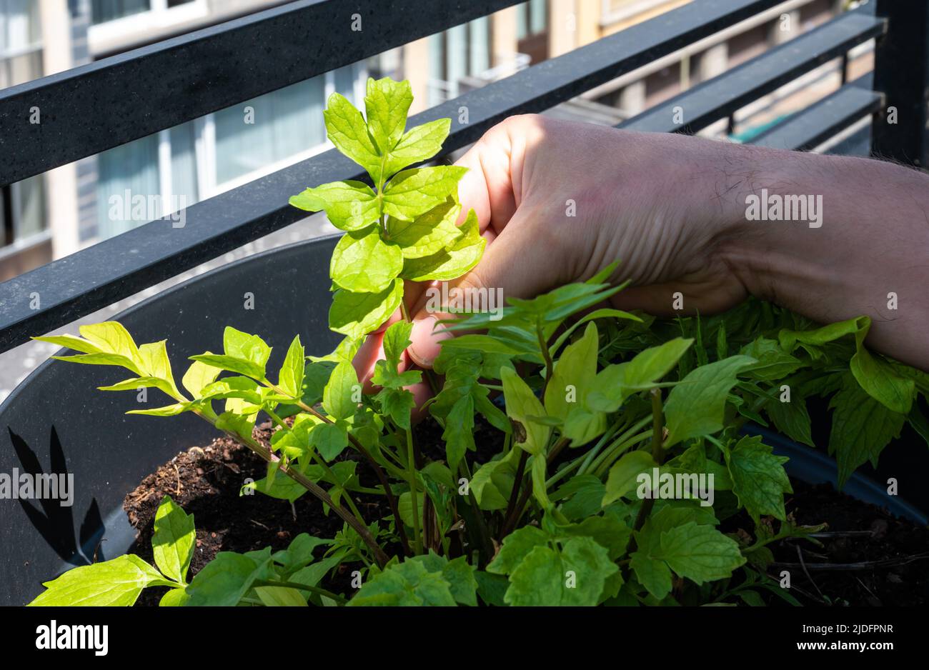 Valeriana farm hi-res stock photography and images - Alamy