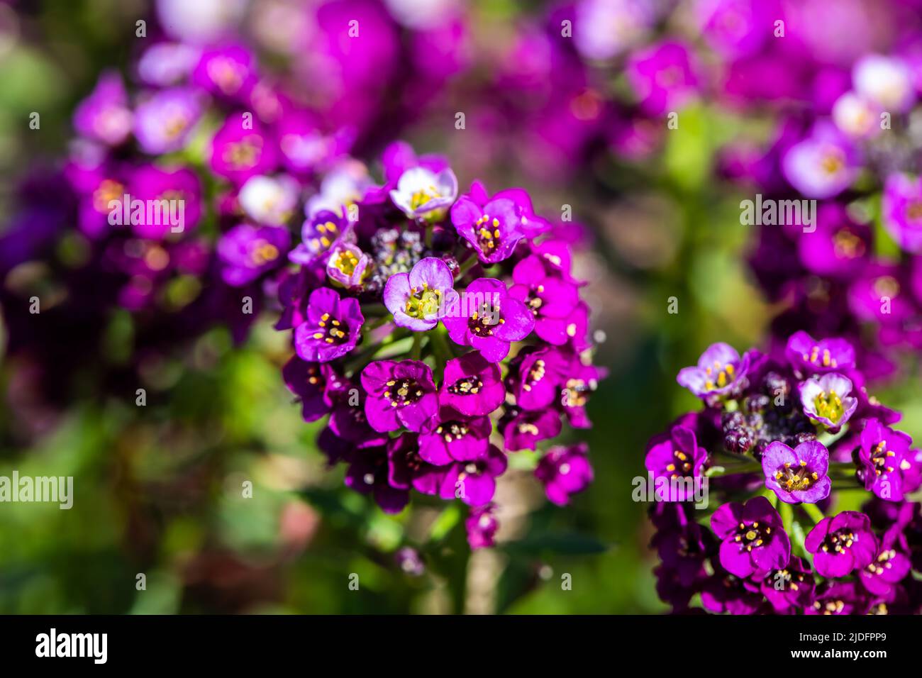 Close-up of vibrant Lobularia maritima (Alyssum maritimum) flowers ...