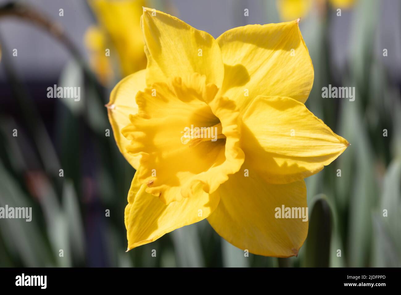Yellow narcissus, known as daffodil or jonquil with petal-like tepals ...