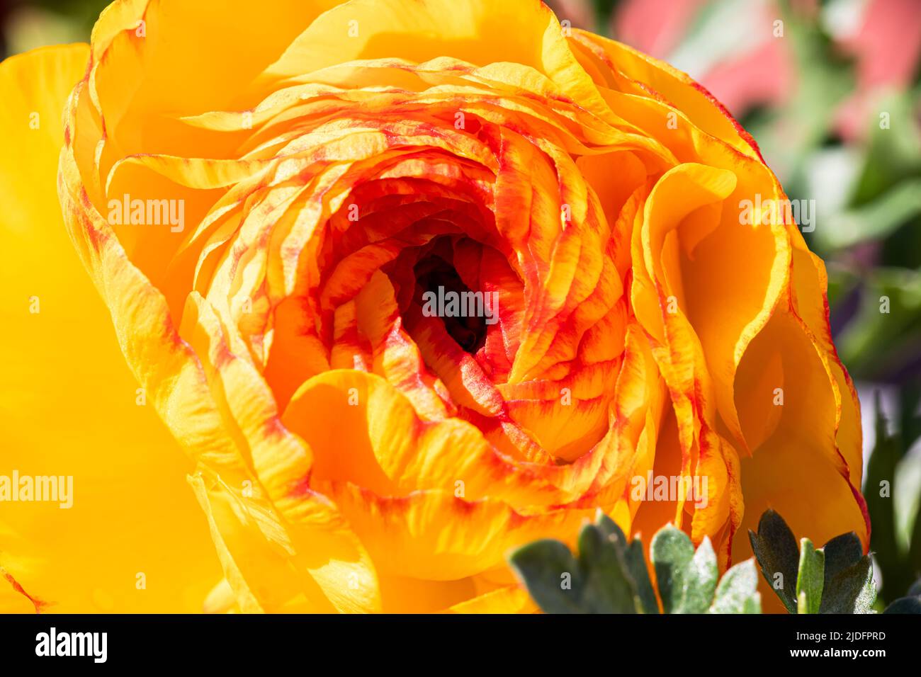 Close-up of vibrant, sunny Ranunculus flowers, known as buttercups ...
