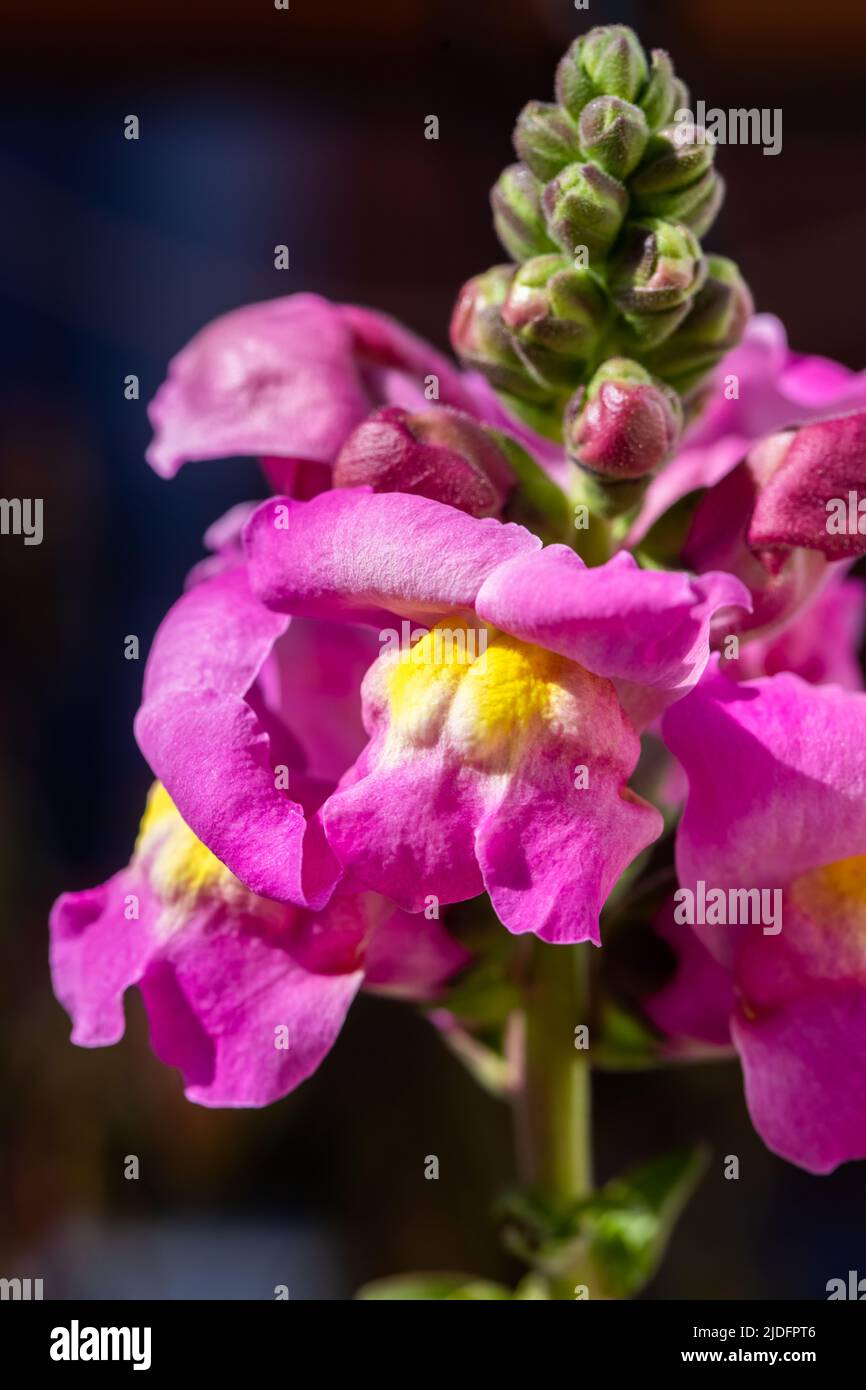 Close-up of colourful Antirrhinum, commonly known as dragon flowers ...