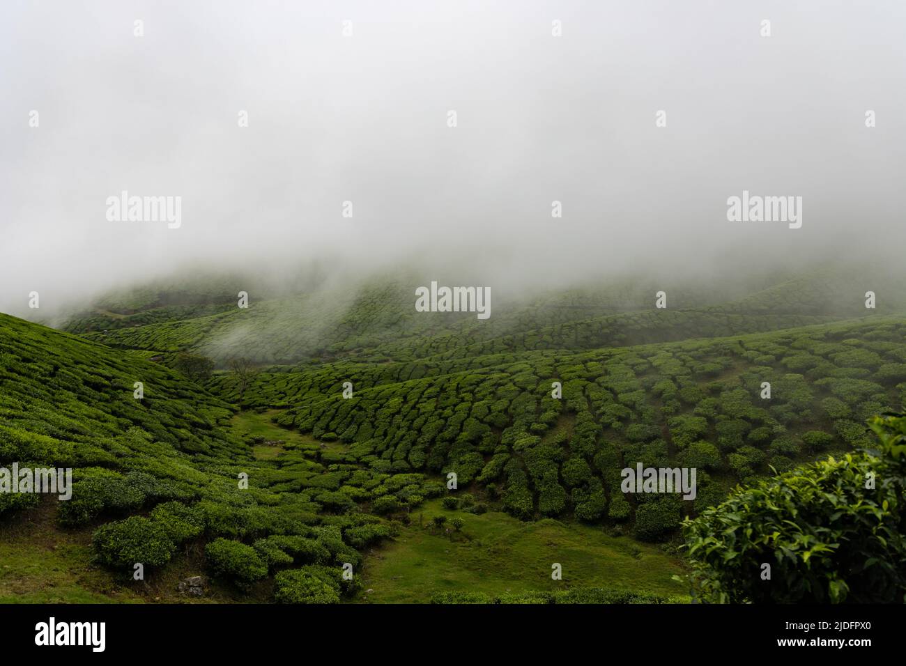 Beautiful view of tea bushes from jeep safari on an off-road trail ...