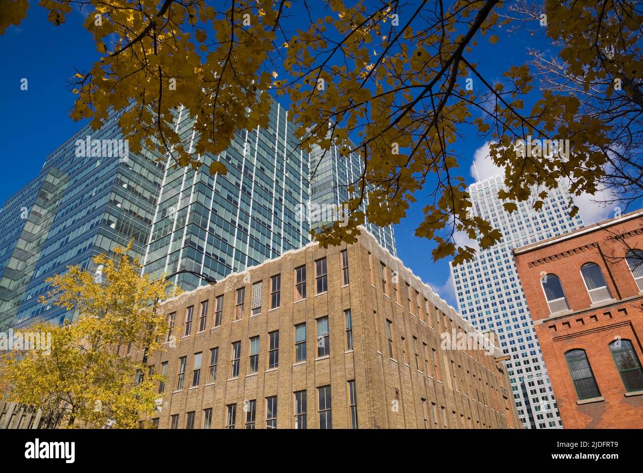 Downtown Montreal buildings and skyscrapers framed through yellow Acer ...