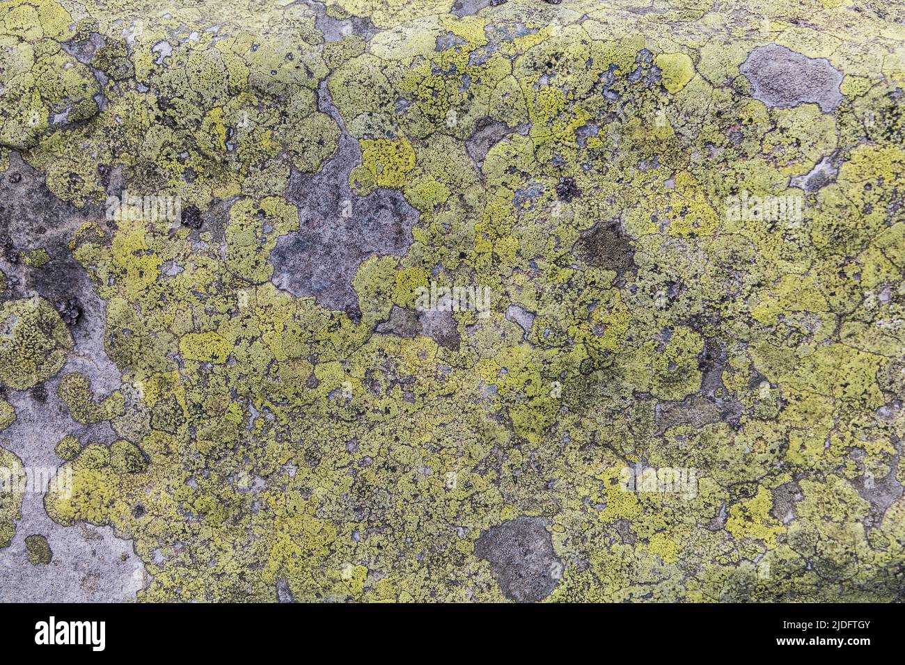 A sandstone with lichen formations of the Carpathians Gorgany range ...
