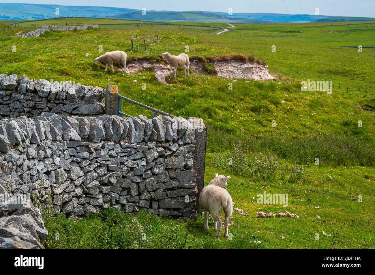 Sheep grazing on the old lime waste tips at the Linacre limekiln site ...