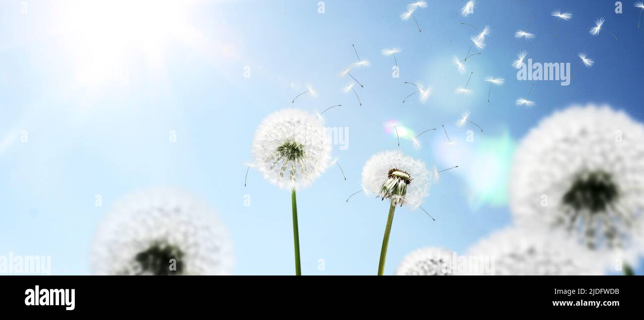 Beautiful dreamy spring nature background with dandelion Stock Photo ...
