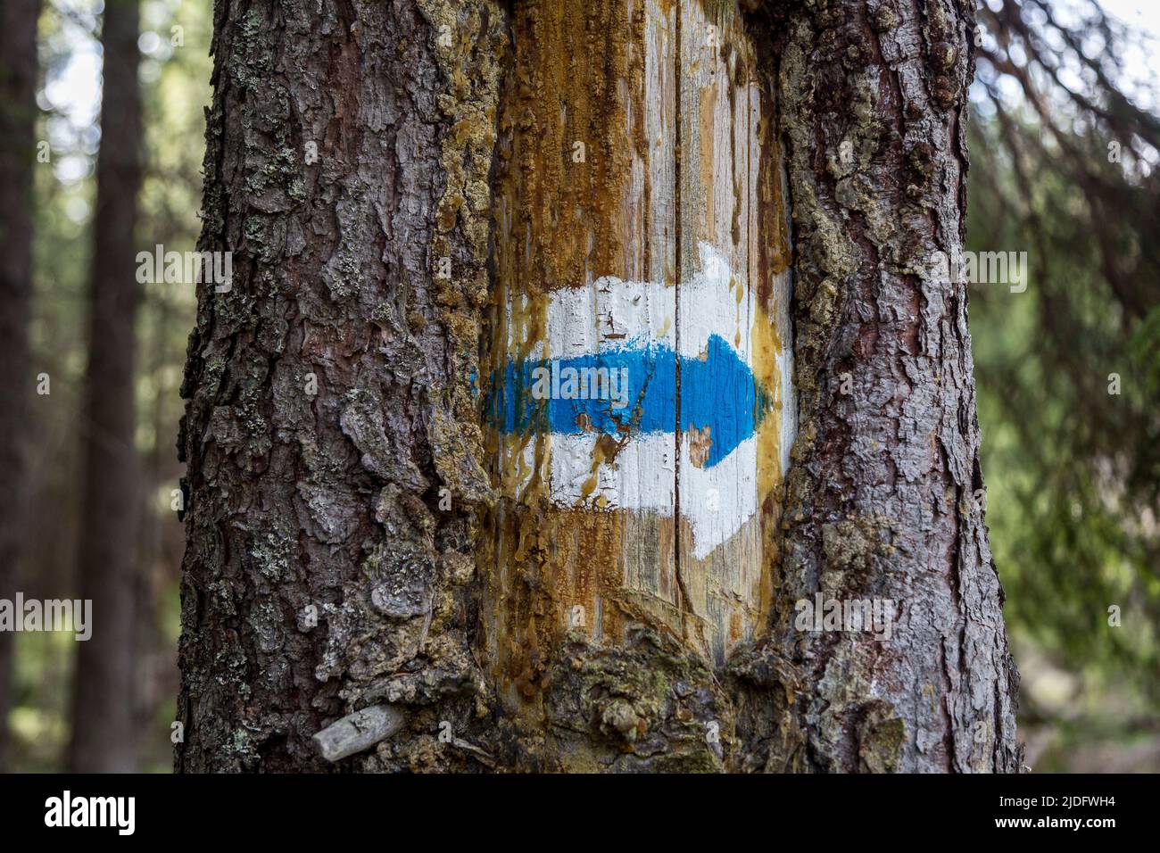 Marking the tourist route arrow painted on the tree in blue and white ...