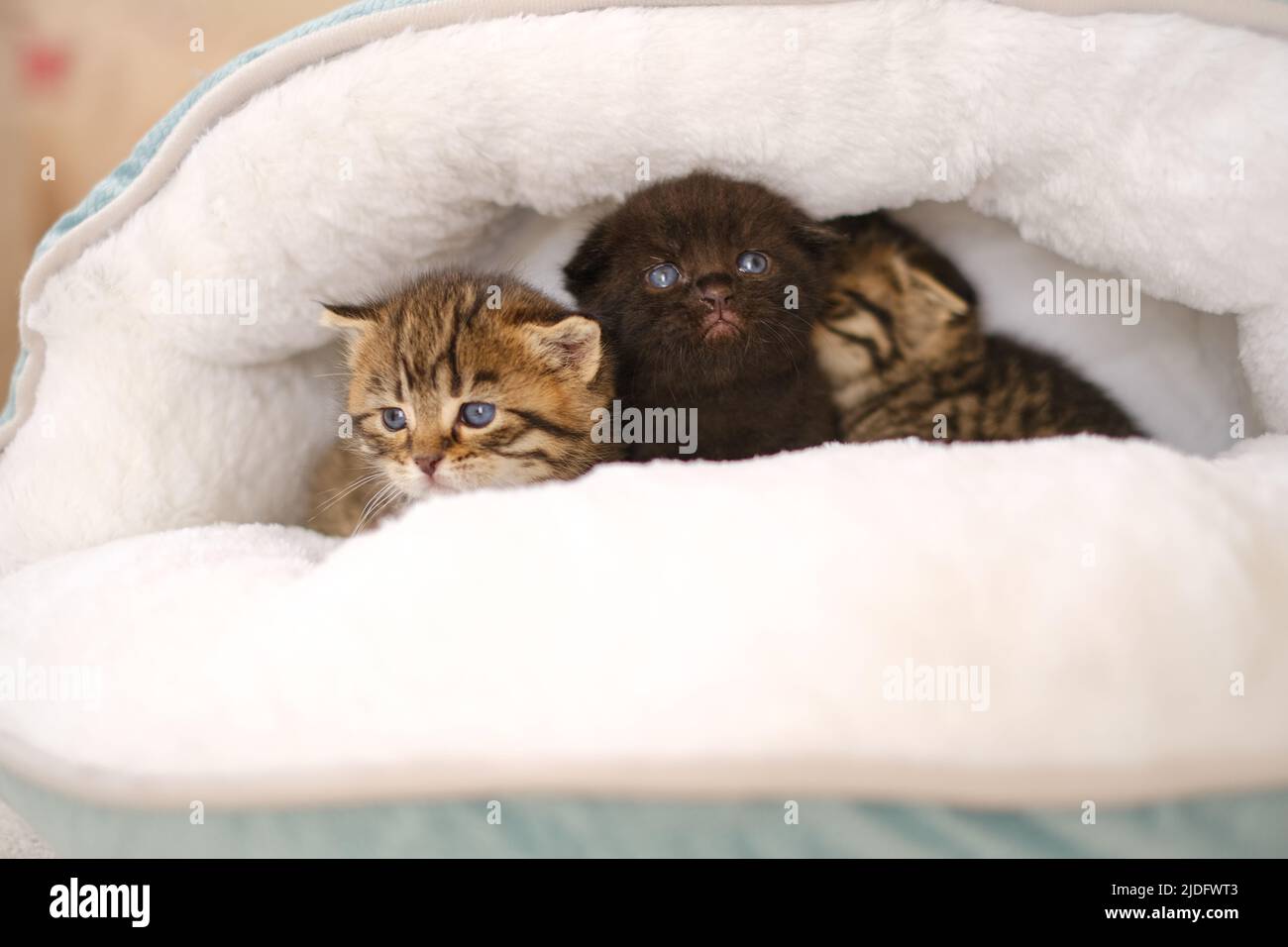 Black and two tabby Scottish kittens in a bed.Accessories for cats.Pets ...