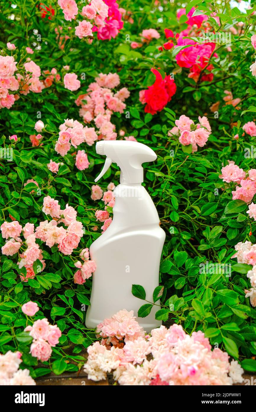 Remedy for roses from diseases and pests. Treatment of roses from pests ...