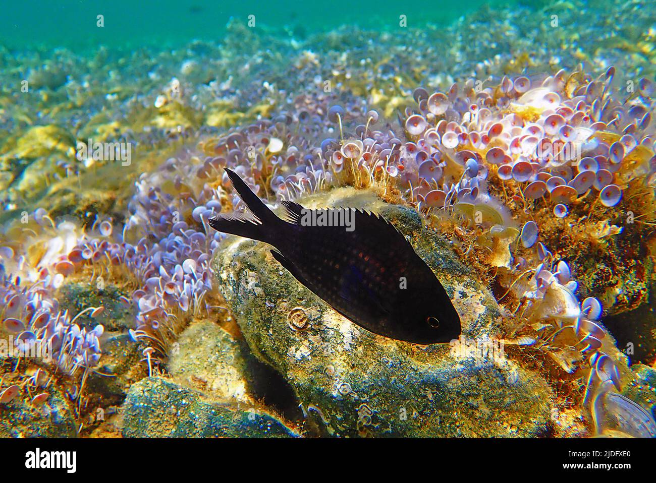 Chromis damselfish hi-res stock photography and images - Alamy