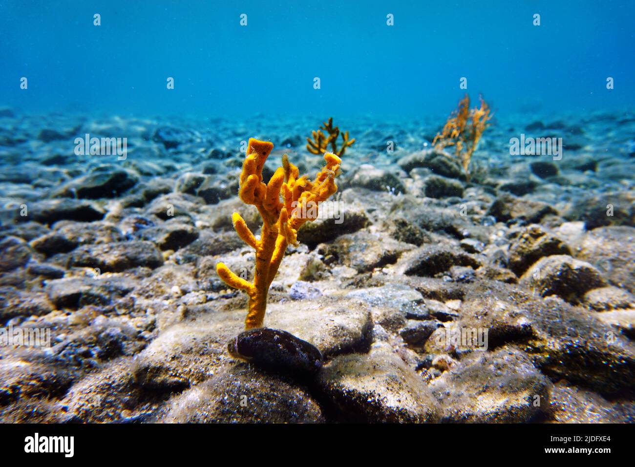 Axinella polypoides hi-res stock photography and images - Alamy