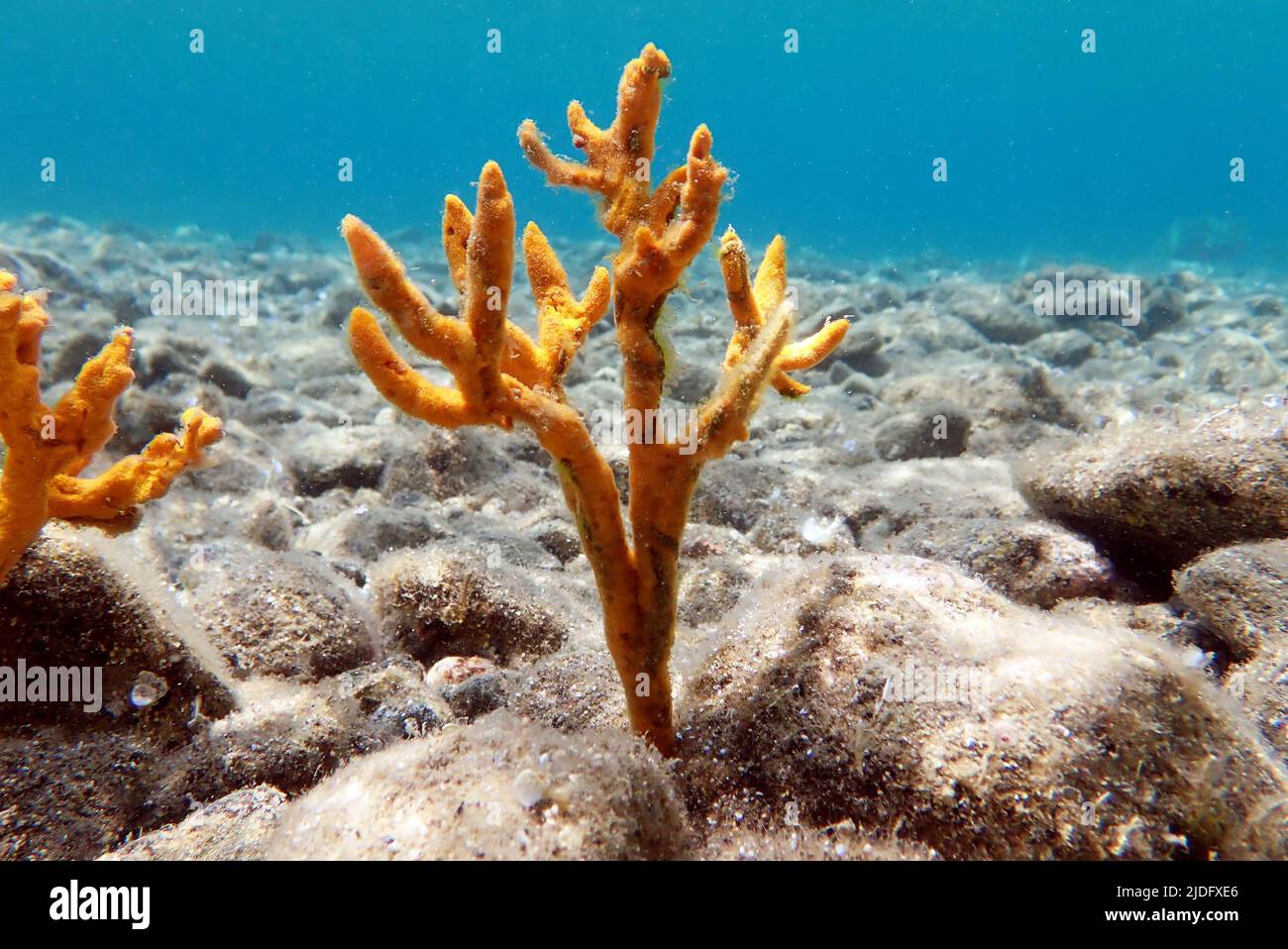 Axinella polypoides hi-res stock photography and images - Alamy