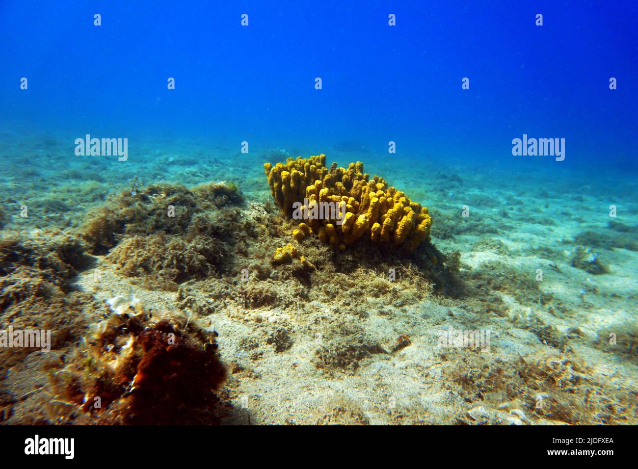 Yellow Mediterranean tube sea sponge, underwater image Stock Photo - Alamy