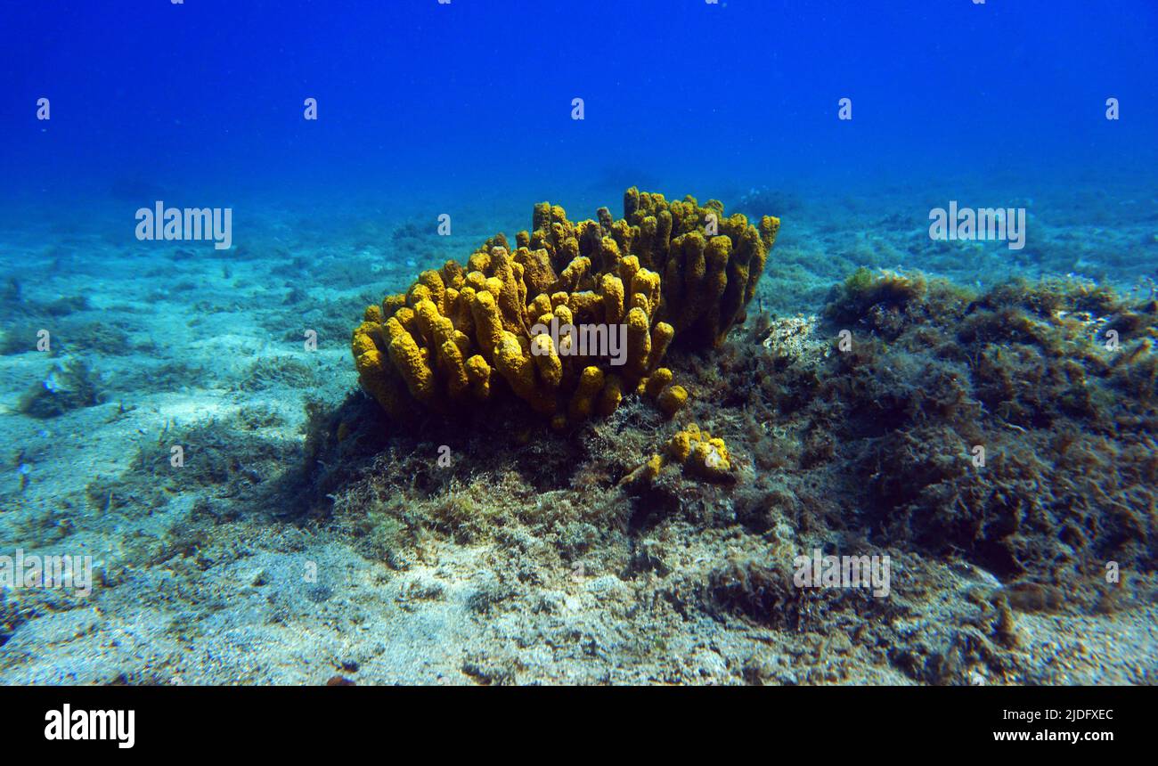 Yellow Mediterranean tube sea sponge, underwater image Stock Photo - Alamy