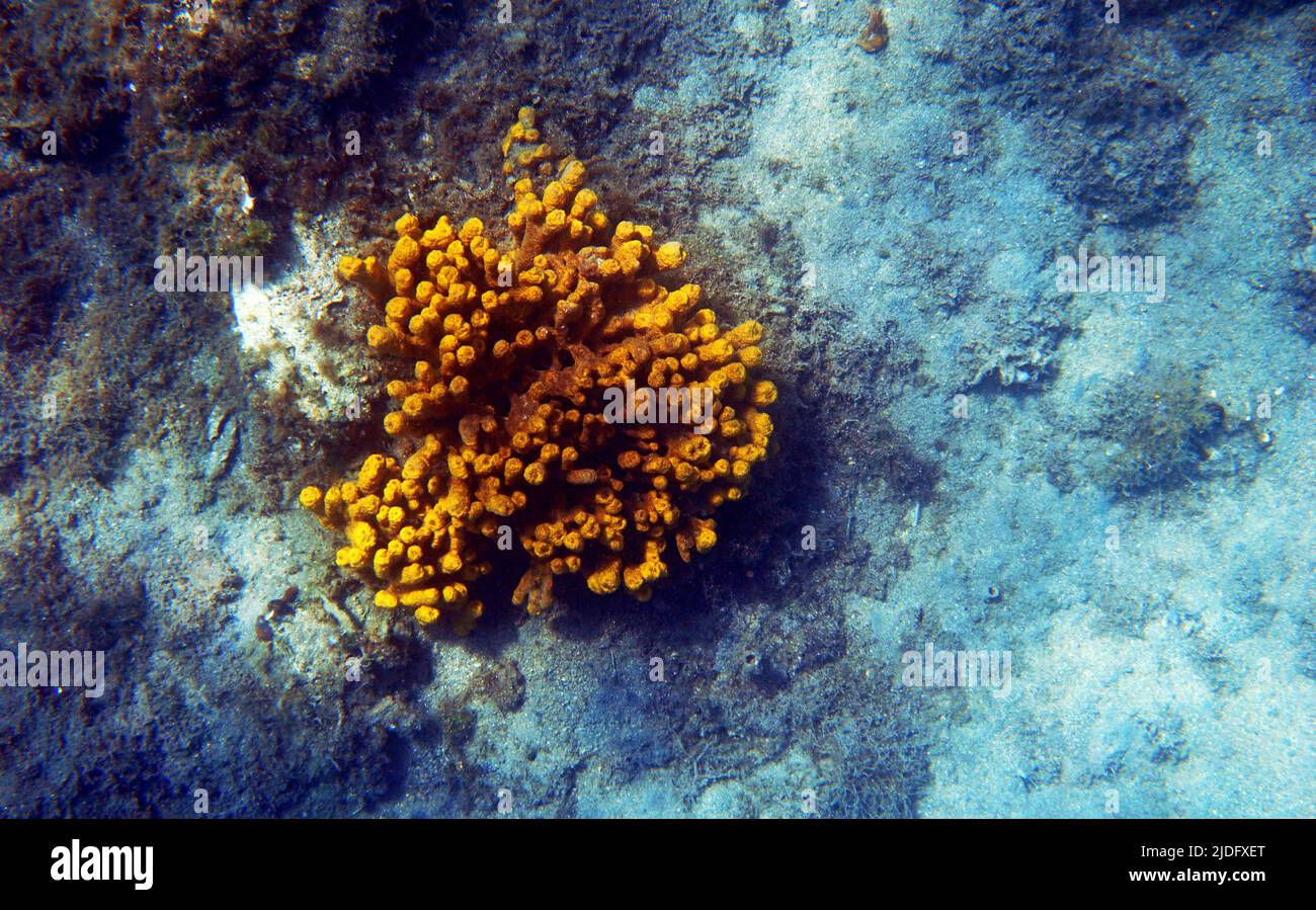 Yellow Mediterranean tube sea sponge, underwater image Stock Photo - Alamy