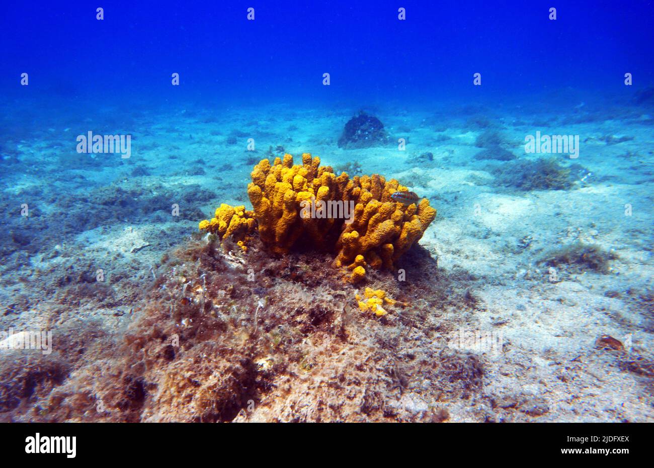 Yellow Mediterranean tube sea sponge, underwater image Stock Photo - Alamy