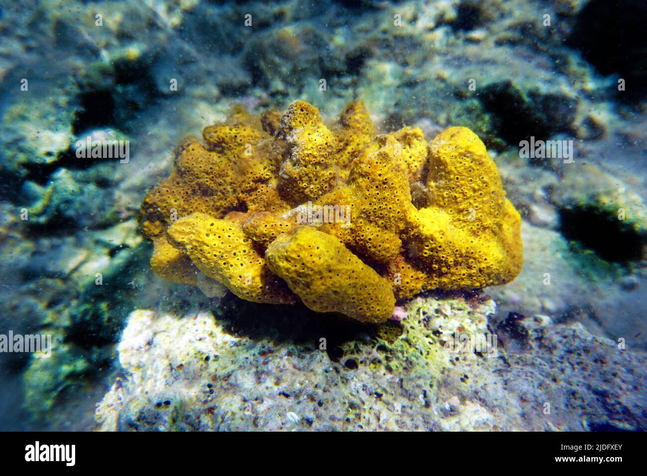 Deep sea sponge greece hi-res stock photography and images - Alamy