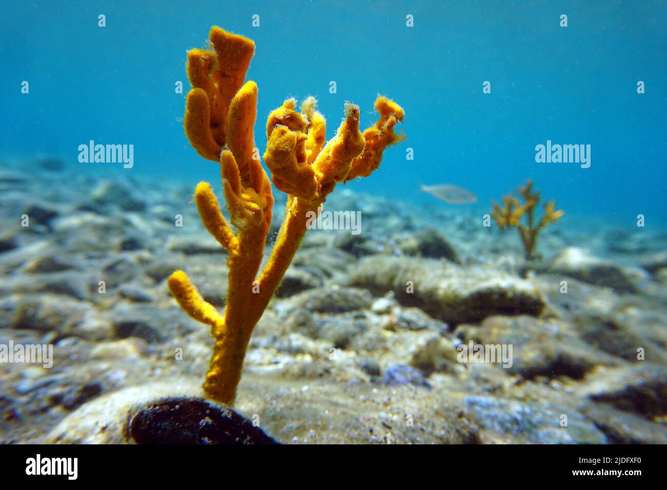 Axinella polypoides hi-res stock photography and images - Alamy