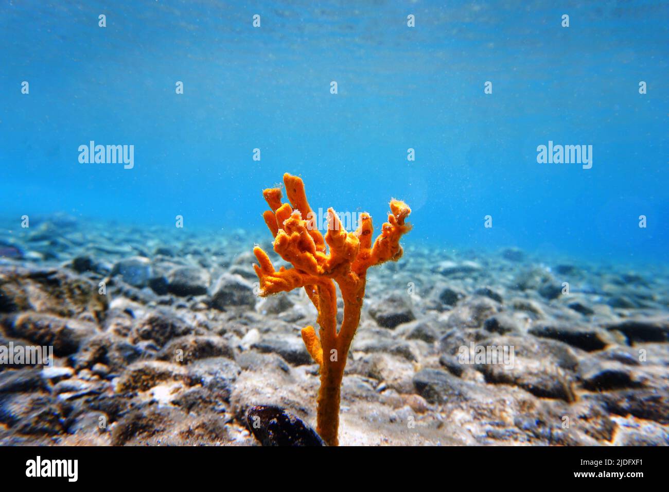 Axinella polypoides hi-res stock photography and images - Alamy