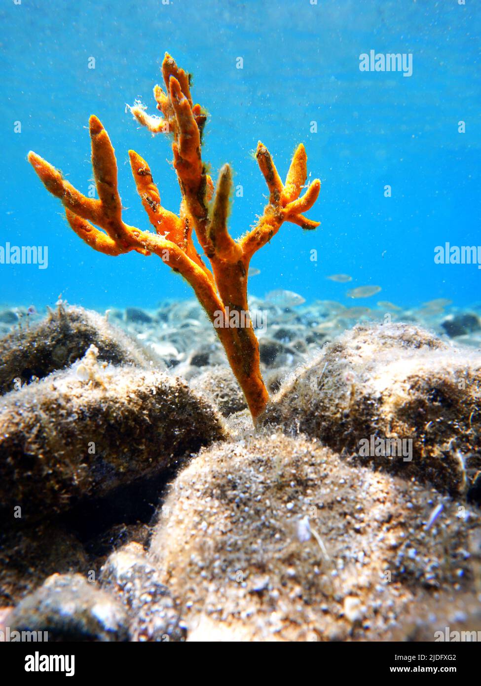 Yellow antlers sponge (Axinella polypoides) in Mediterranean Sea Stock ...