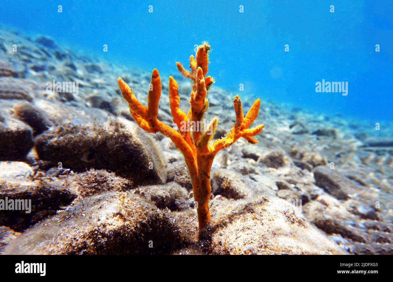 Yellow antlers sponge (Axinella polypoides) in Mediterranean Sea Stock ...
