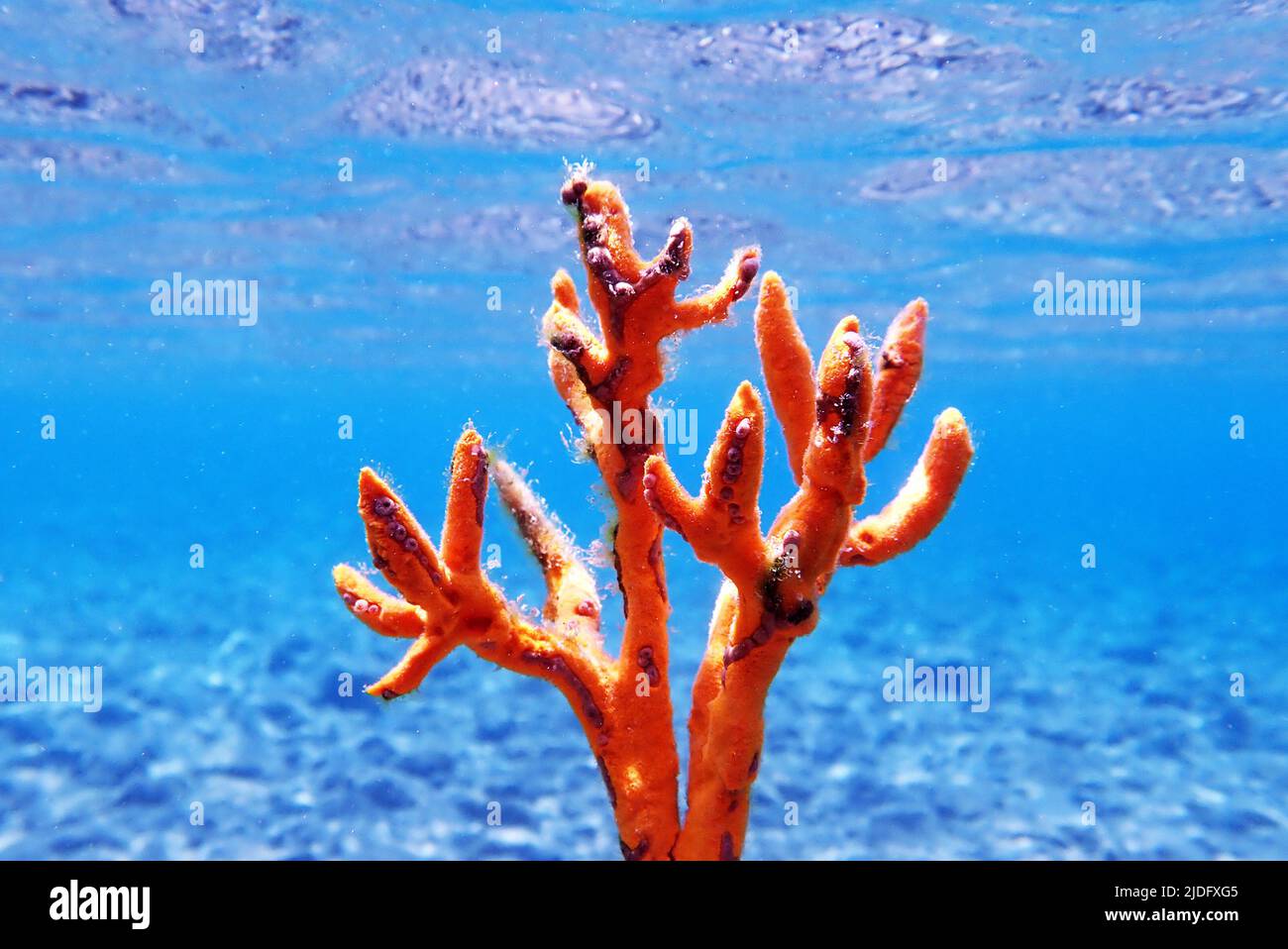 Yellow antlers sponge (Axinella polypoides) in Mediterranean Sea Stock ...