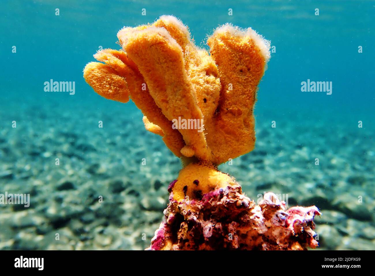 Yellow sea sponge underwater in the Mediterranean sea Stock Photo - Alamy
