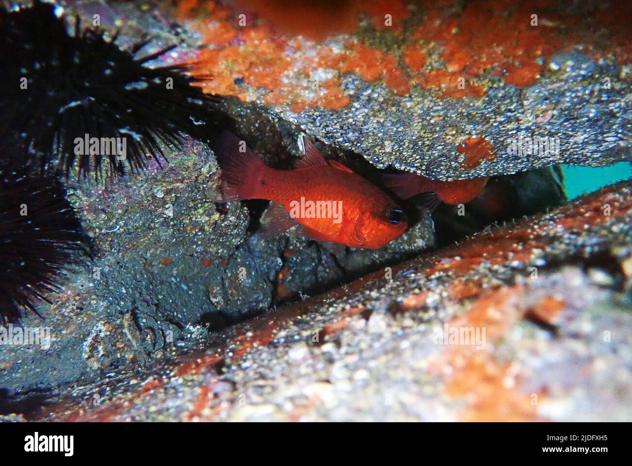 Red Mediterranean cardinal fish - (Apogon imberbis Stock Photo - Alamy