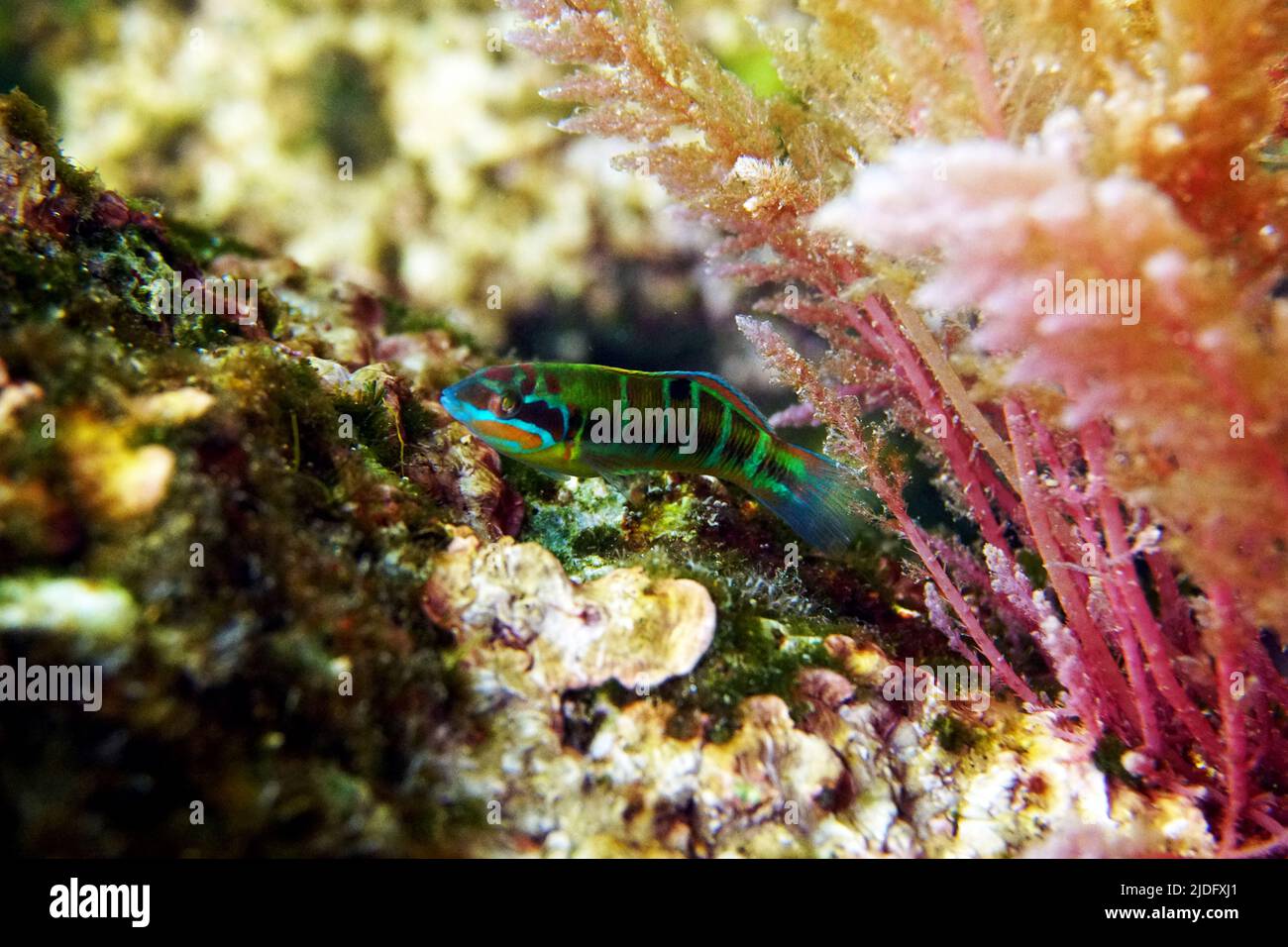 Green ornate Mediterranean female wrasse fish - Thalassoma Pavo Stock ...